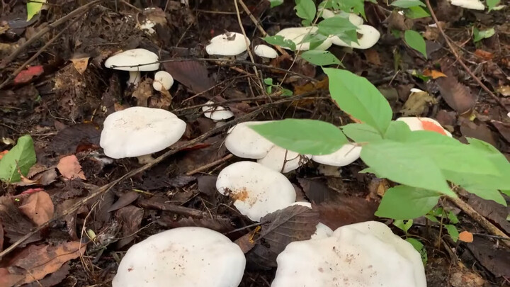 Outdoor Elements - Finding a Fairy Ring of Fungi | PBS Michiana - WNIT