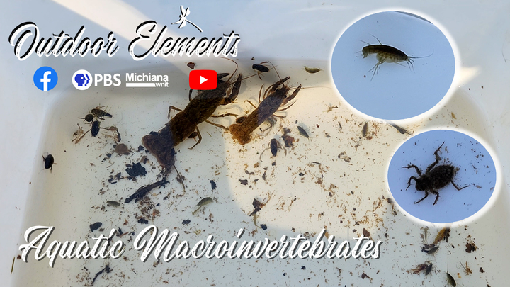 Outdoor Elements - Aquatic Macroinvertebrates | PBS Michiana - WNIT